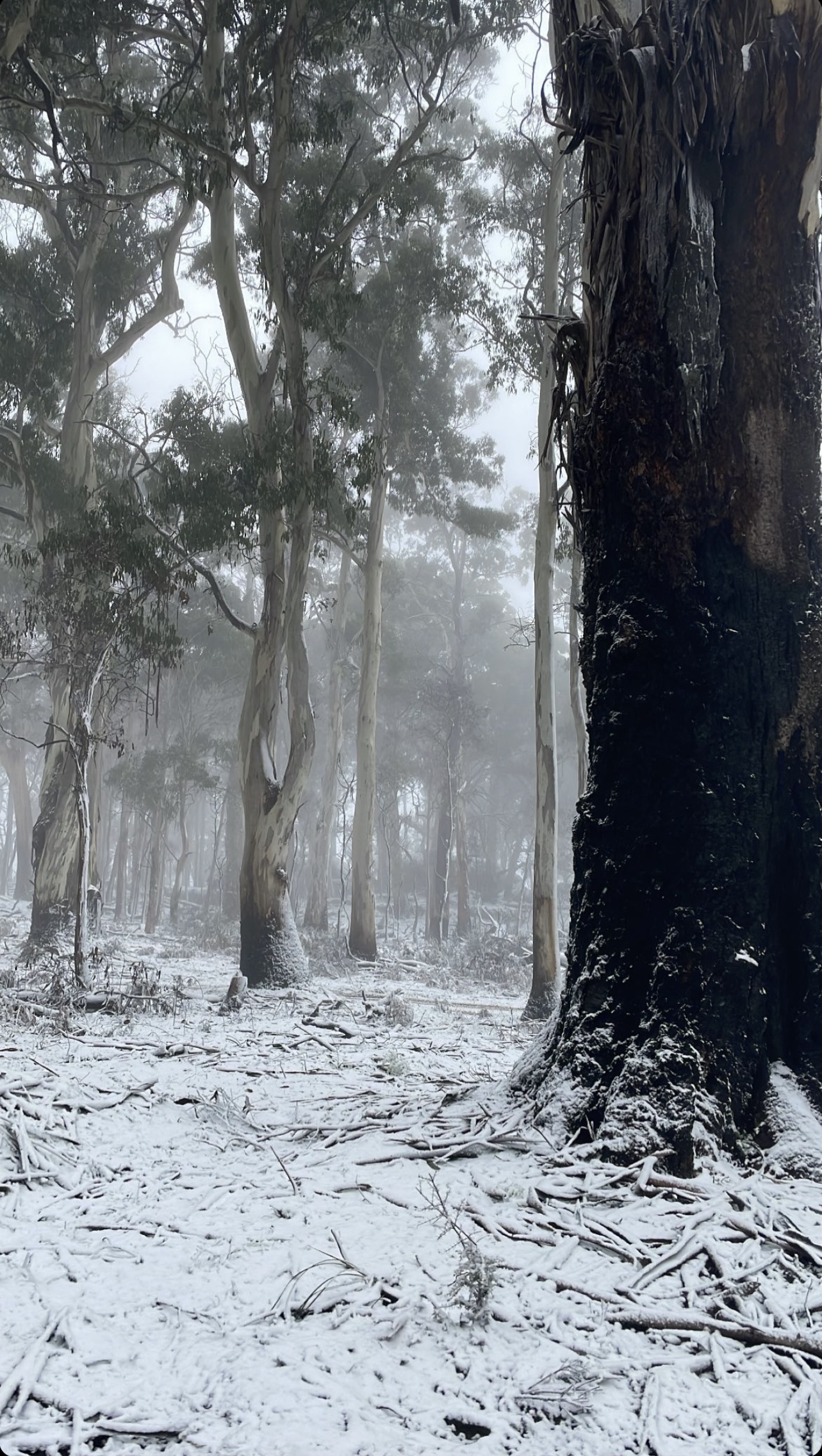 Winter opens with snow in Strathbogie Ranges - Strathbogie Shire