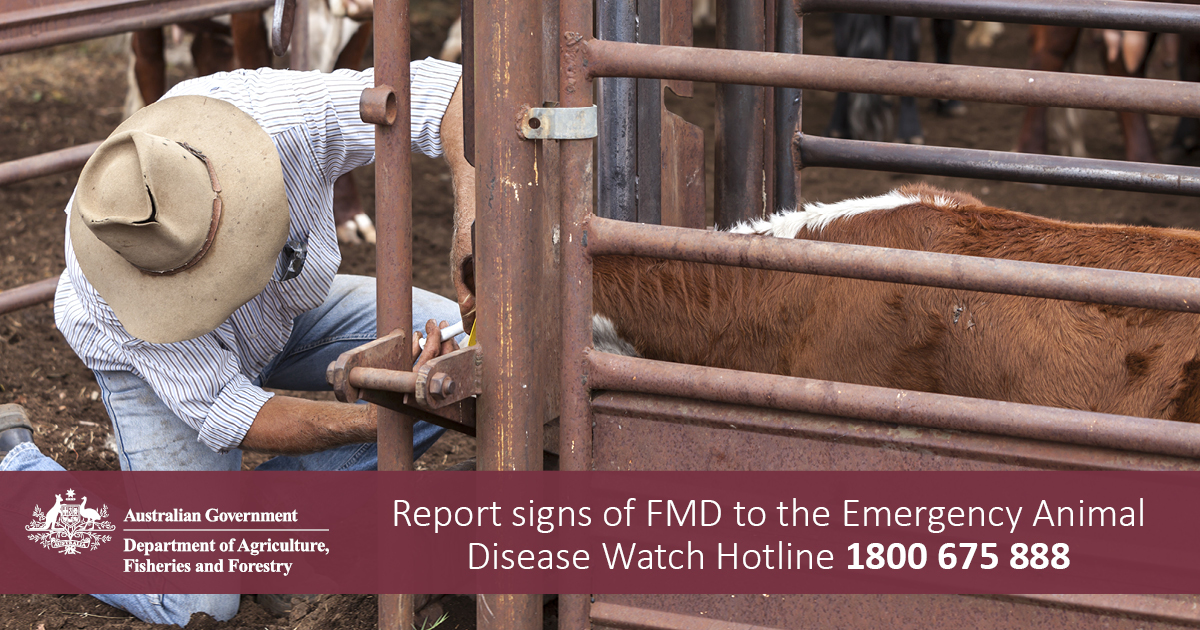 Information on foot and mouth disease | Mirage News