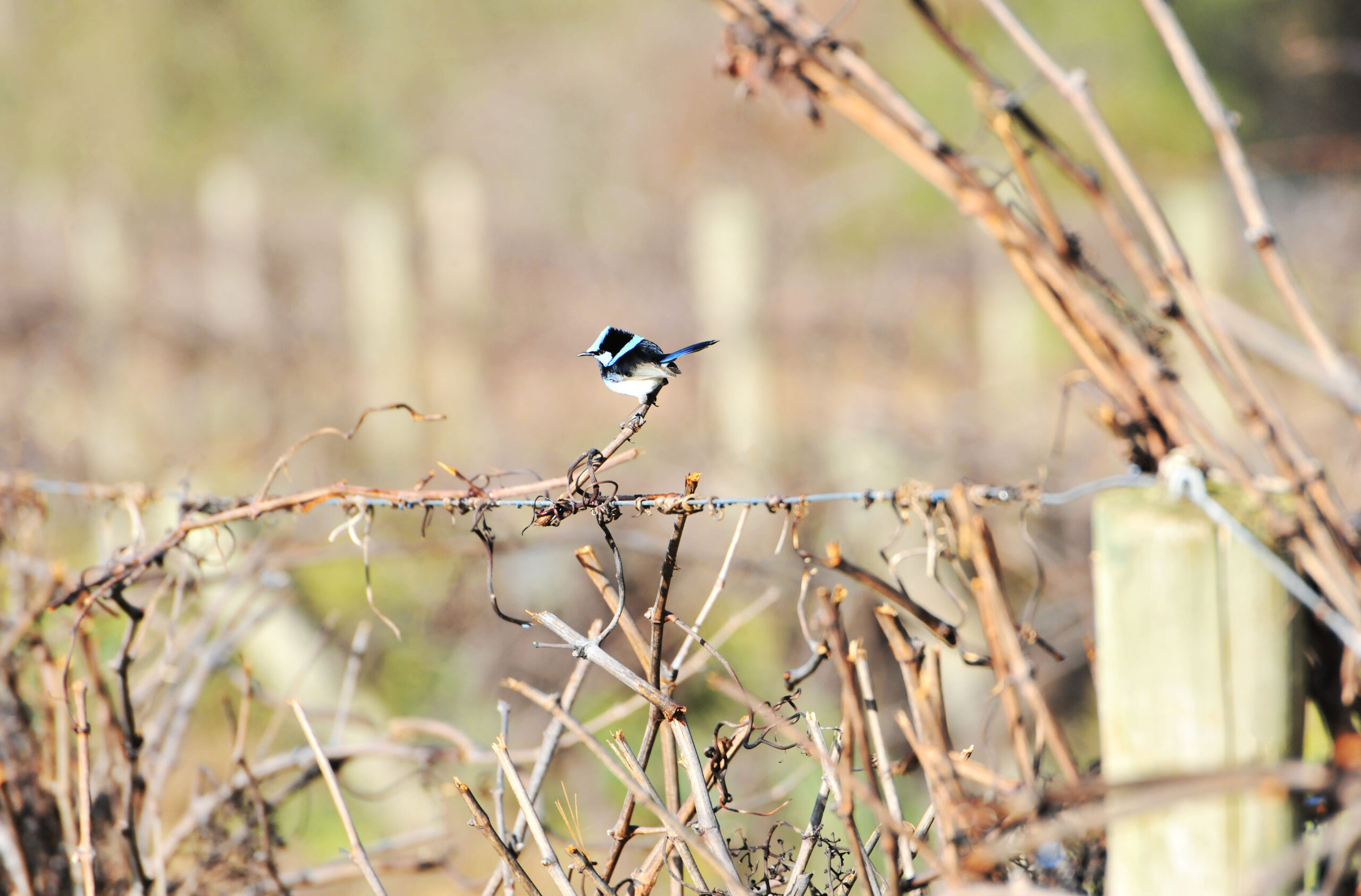 Gecko Clan Landcare Network: develop a Biosecurity Plan and prepare ...