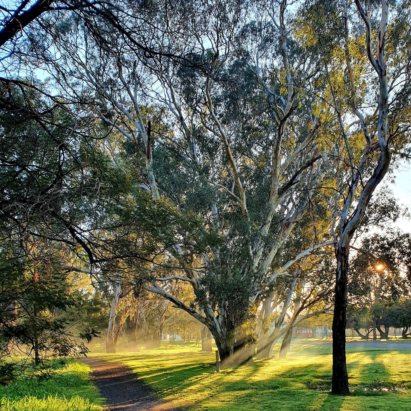 Have your say: Draft Tree Management Plan - Strathbogie Shire