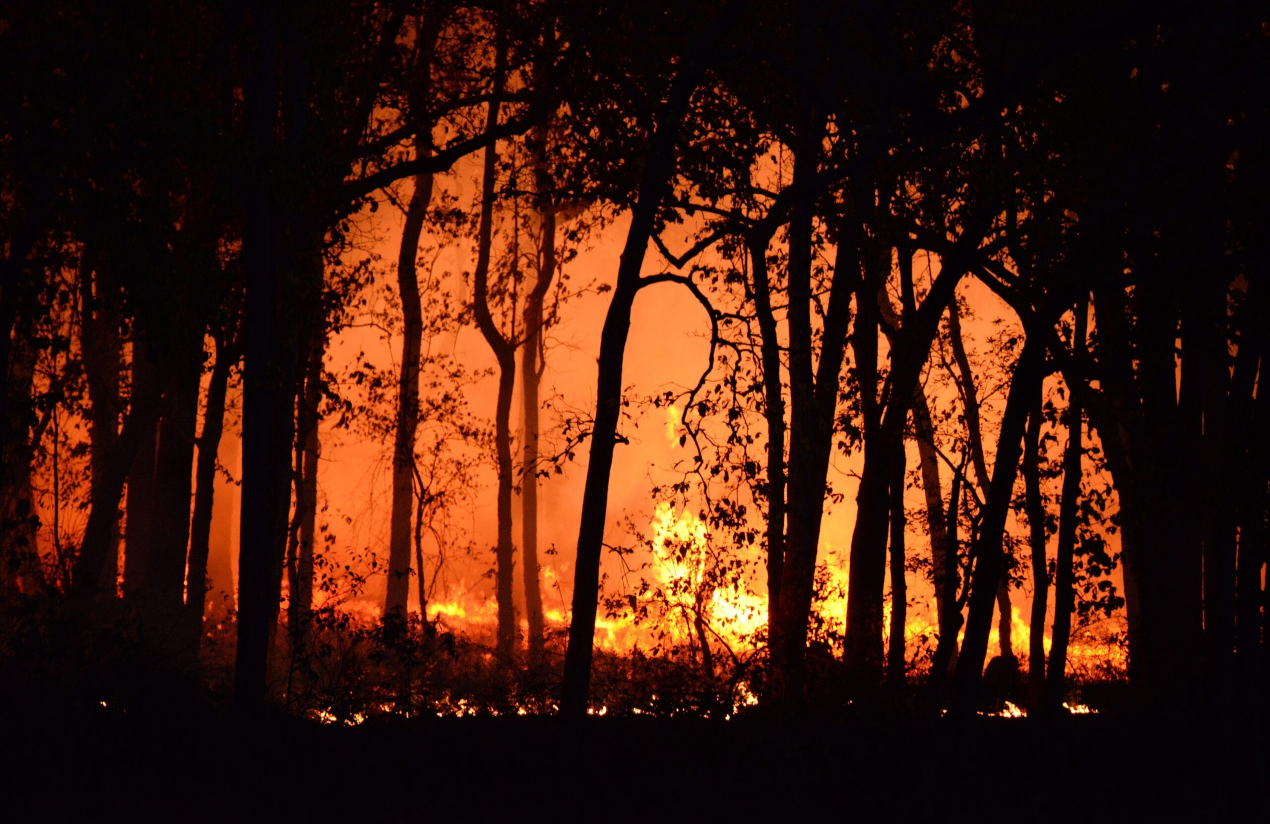 Forest Fire Management Victoria (FFMVic) and Country Fire Authority ...