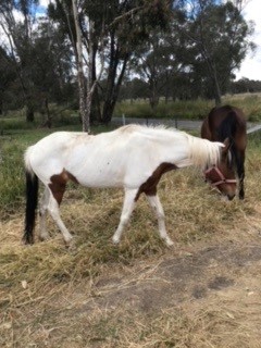 EOI - Impounded Horses - Strathbogie Shire